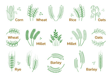 Whole Grain Logo Vector Images (over 2,400)