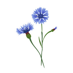 Cornflower Vector Images (over 3,100)