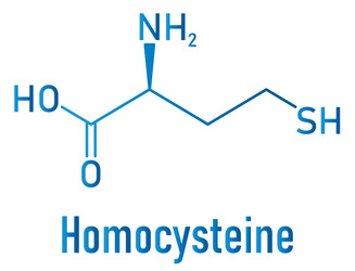 Homocysteine or hcy molecule skeletal formula Vector Image