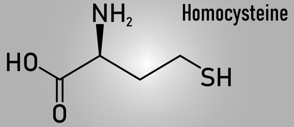 Homocysteine or hcy molecule skeletal formula Vector Image