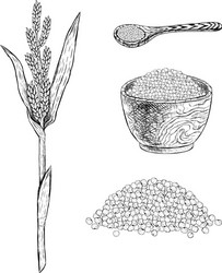 Millet Plant Drawing