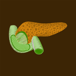 Human organ icon in flat style duodenum Royalty Free Vector