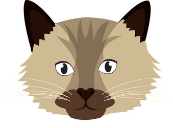 Colorful cat front view graphic Royalty Free Vector Image