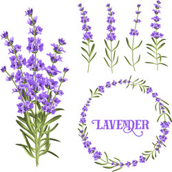 Lavender Vector Images (over 15,000)