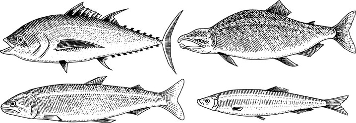 River and lake fish european sea creatures Vector Image