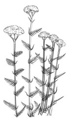Drawing yarrow flower Royalty Free Vector Image