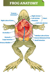 Ventricle Vector Images (over 1,100)