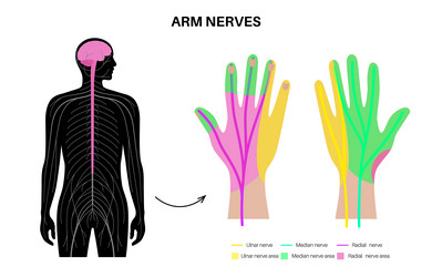 Nerves of the hand Royalty Free Vector Image - VectorStock