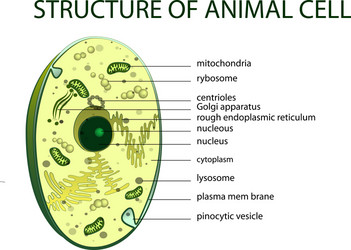Animal Cell Vector Images (over 11,000)