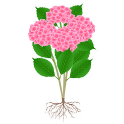 Cycle of growth of pink hydrangea Royalty Free Vector Image