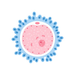 Egg cell structure diagram medical science Vector Image