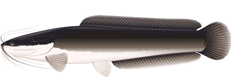 Catfish Vector Images (over 2,200)