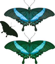 Butterfly Vector Images (over 160,000)