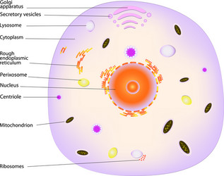 Cell Vector Images (over 390,000)