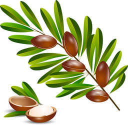 Argan Branch Tree Vector Images (over 240)