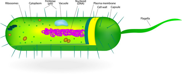 Types of bacteria Royalty Free Vector Image - VectorStock