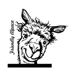 Alpaca Comic Vector Images (over 590)