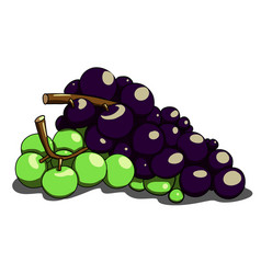 Grapes Flashcard Vector Images (45)