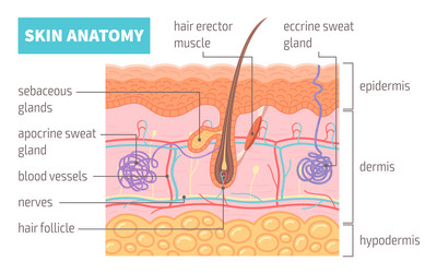 Human integumentary system infographics poster Vector Image