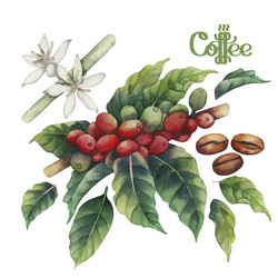 Coffee Tree Drawing Vector Images (over 2,600)