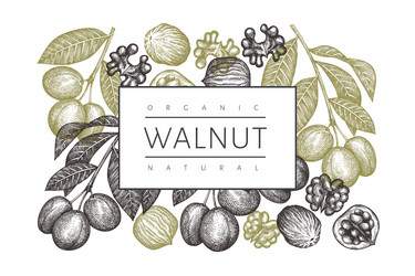 Hand drawn sketch walnut design template organic Vector Image
