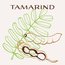 Tamarind Sketch Vector Images (99)