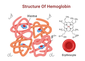 Hemoglobin molecule Royalty Free Vector Image - VectorStock