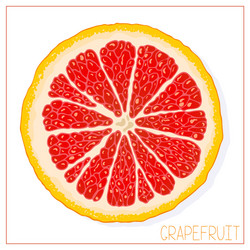 Grapefruit Outline Vector Images (over 960)