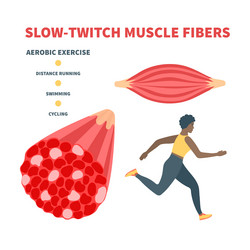 Slow twitch red muscle fiber type Royalty Free Vector Image