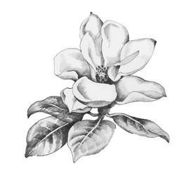 Hand drawn flower botanical drawing of pirus Vector Image