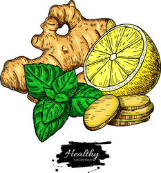 Honey ginger lemon and mint drawing Royalty Free Vector