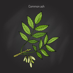 Ash Tree Vector Images (over 5,400)