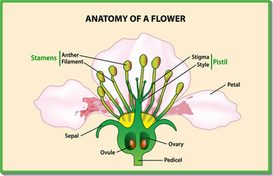 Anatomy of apple flower structure and parts Vector Image