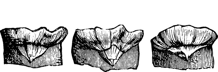 Cuban pine pinus cubensis griseb two-thirds Vector Image