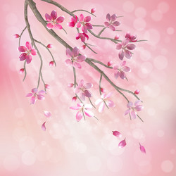 Beautiful spring cherry blossom background Vector Image