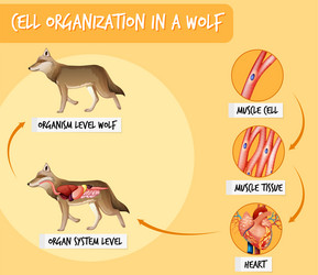 Diagram showing cell organization in a wolf Vector Image
