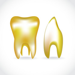 Golden tooth Royalty Free Vector Image - VectorStock