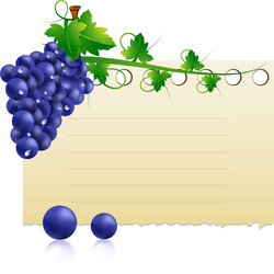 White and blue grape bunches cartoon icon Vector Image
