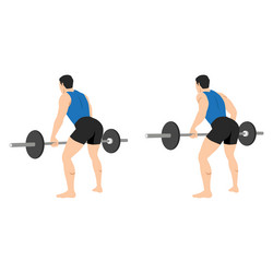 Man doing bent over barbell rows exercise Vector Image