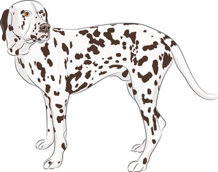 Cute dalmatian dog Royalty Free Vector Image - VectorStock