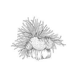 Polyp Vector Images (over 1,000)