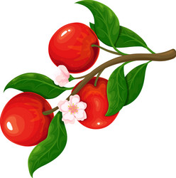 Pomegranate with leaves fresh fruit drawing Vector Image
