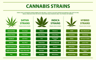 Cannabis Infographic Vector Images Over 2 200