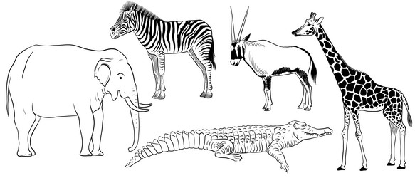 African Mammal Drawings