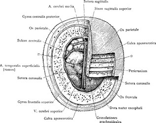 Cross section of head 3 cm above supraorbital Vector Image