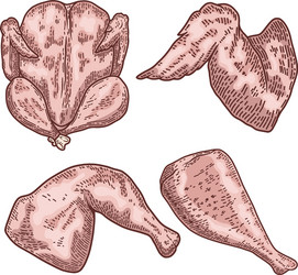 Cuts chicken meat in engraving style Royalty Free Vector