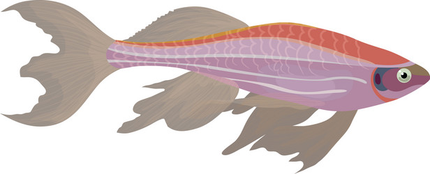 Zebrafish Vector Images (over 110)