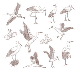 Storks Vector Images (over 8,800)