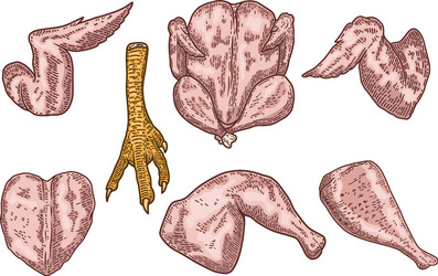 Cuts chicken meat in engraving style Royalty Free Vector