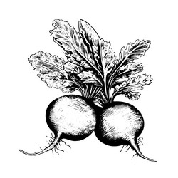 Radish Drawing Vector Images (over 3,400)